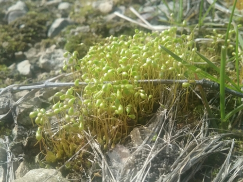 funaria moss (Funaria flavicans) · iNaturalist