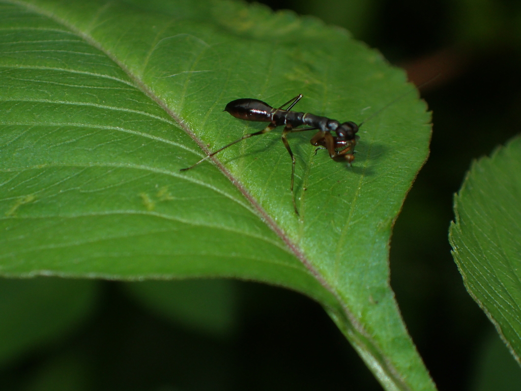 Asian Ant Mantis from Hsinchu County, Taiwan, Taiwan on April 26, 2020 ...