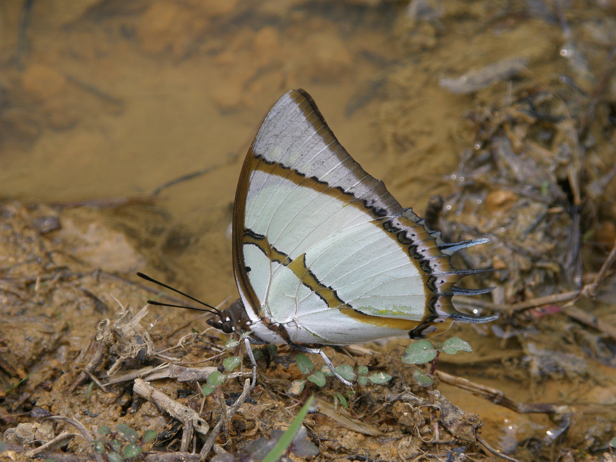 Polyura dolon (Westwood, 1848)