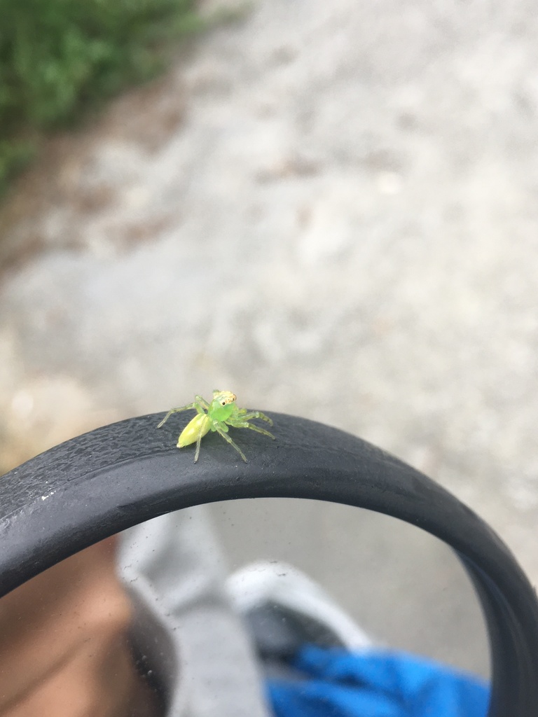Epeus glorius from Chiayi County, Taiwan, Taiwan on April 26, 2020 at ...