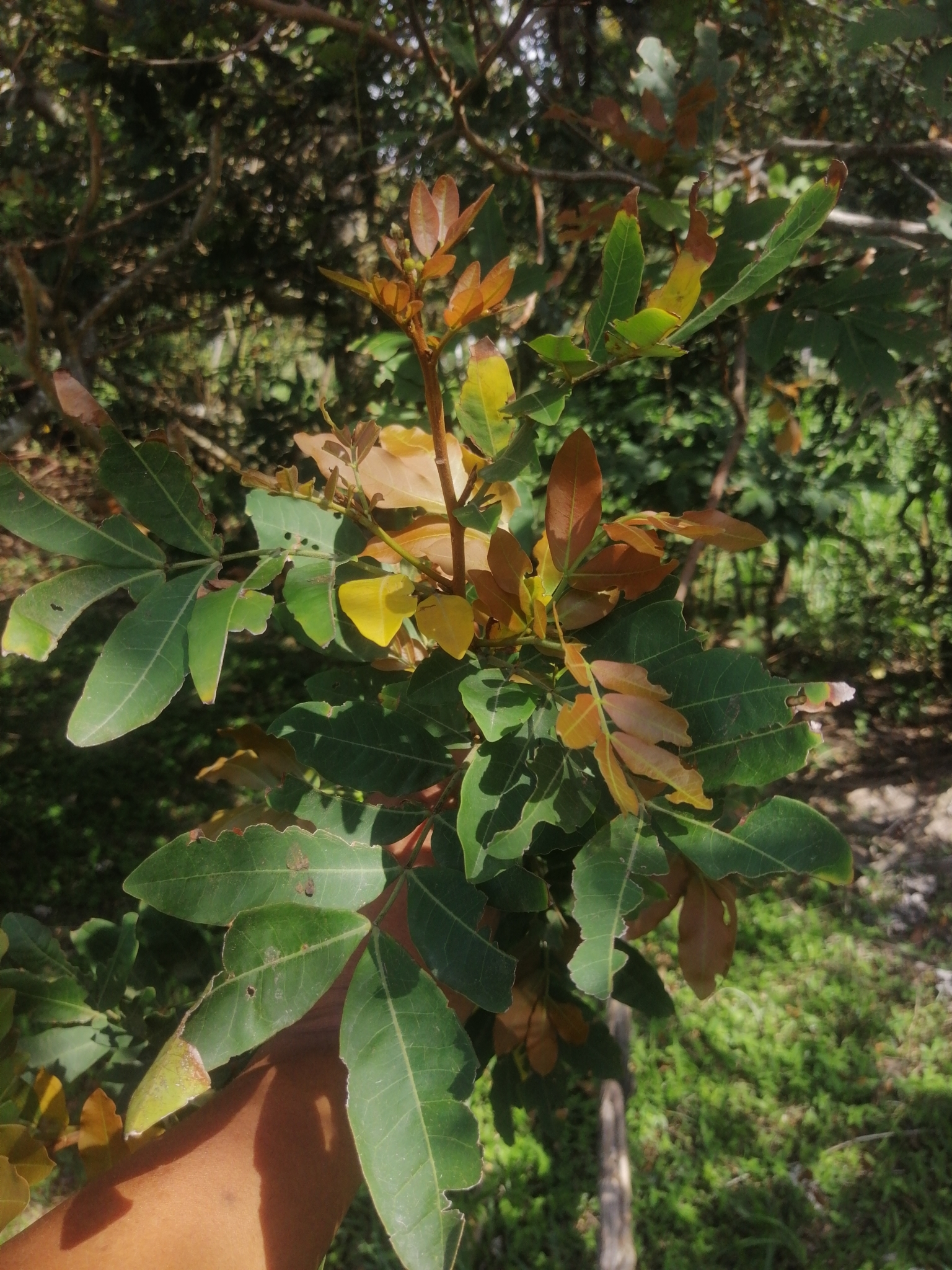 Cojoba rufescens (Benth.) Britton & Rose