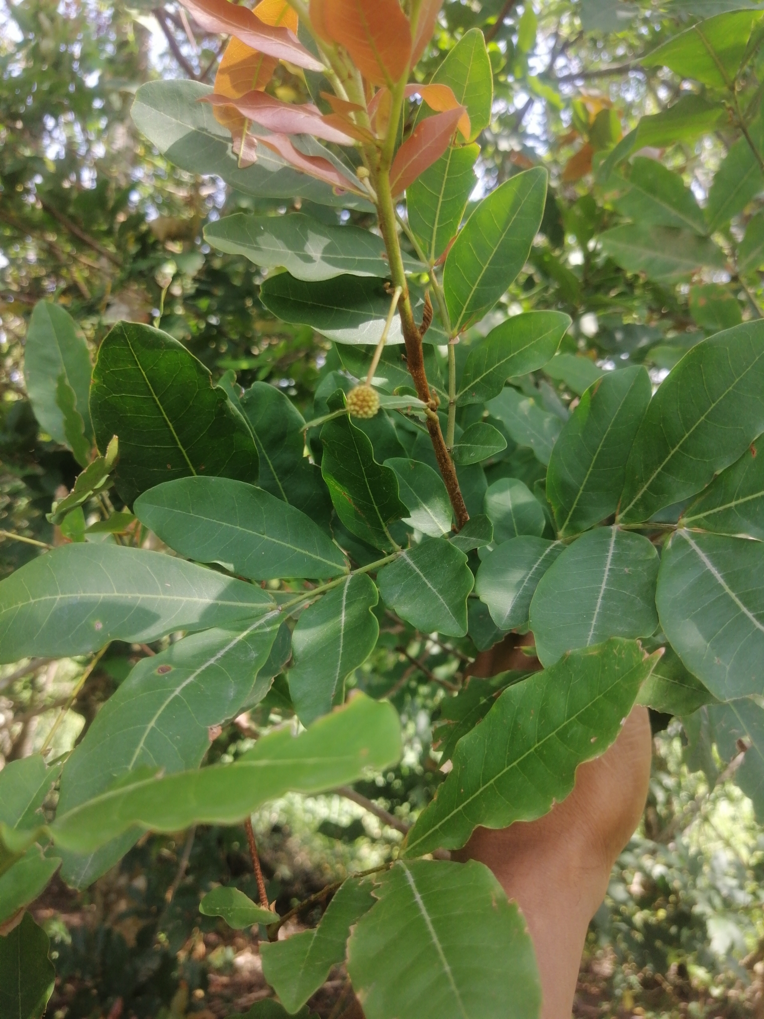 Cojoba rufescens (Benth.) Britton & Rose