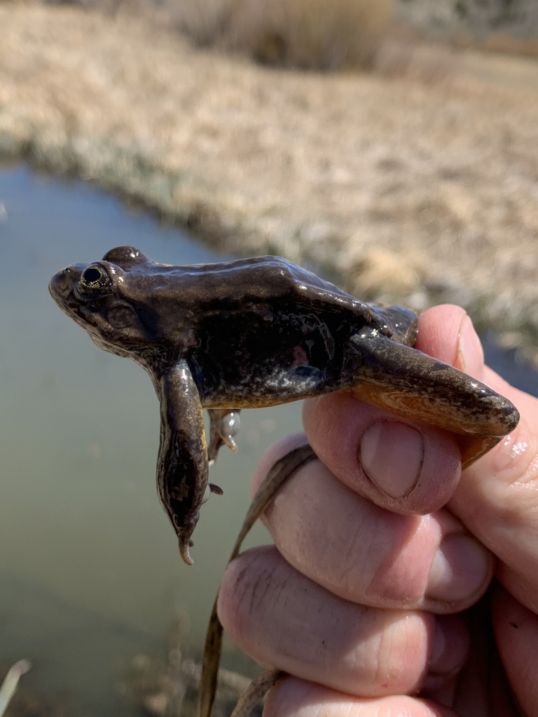 Columbia Spotted Frog in April 2020 by Corey Lange · iNaturalist