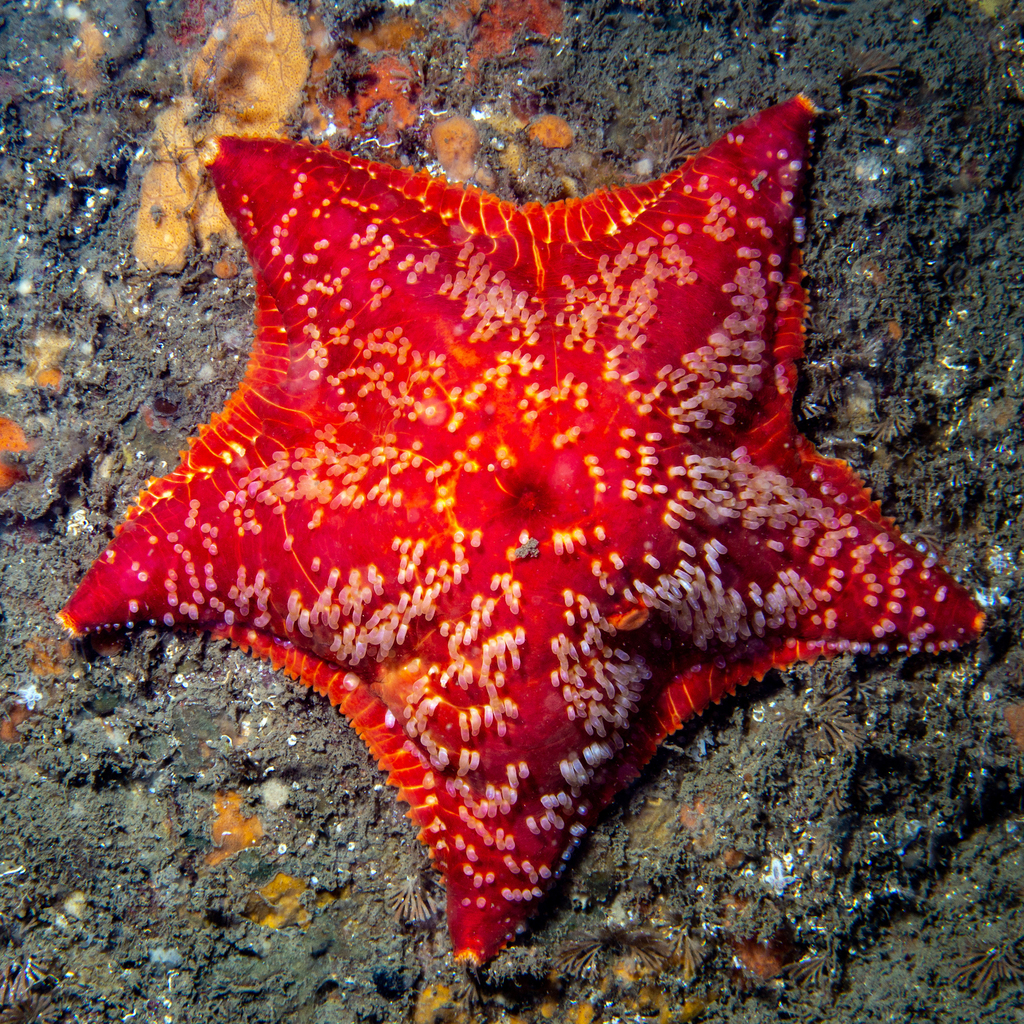 Porania pulvillus insignis from Burnham Rocks, Massachusetts, USA on ...