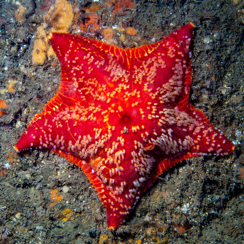 Estrella de mar (Porania pulvillus subsp. insignis)