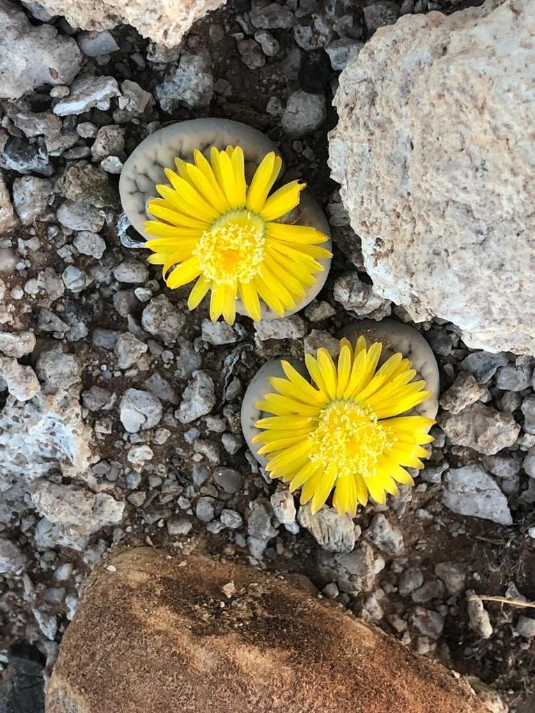 (Lithops schwantesii) - Botanical Realm