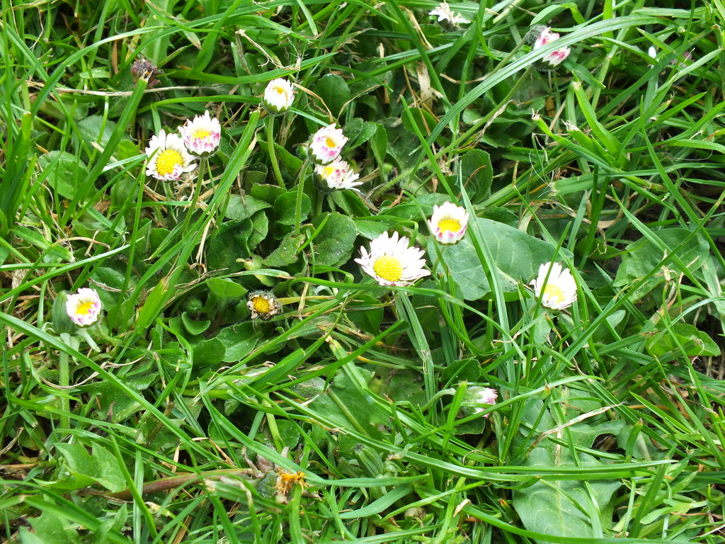 Lawn daisy from Highfield Park on April 27, 2020 at 10:37 PM by Chris ...