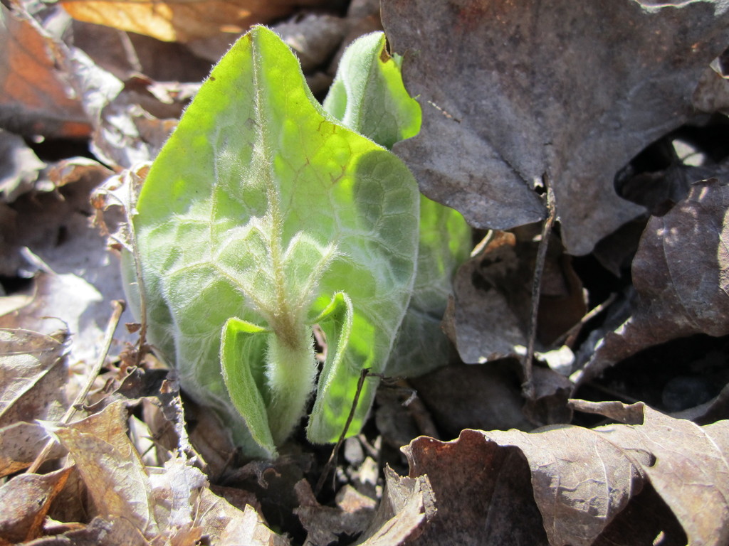 Canadian wild ginger from Perth County, ON, Canada Amulree on April 27 ...
