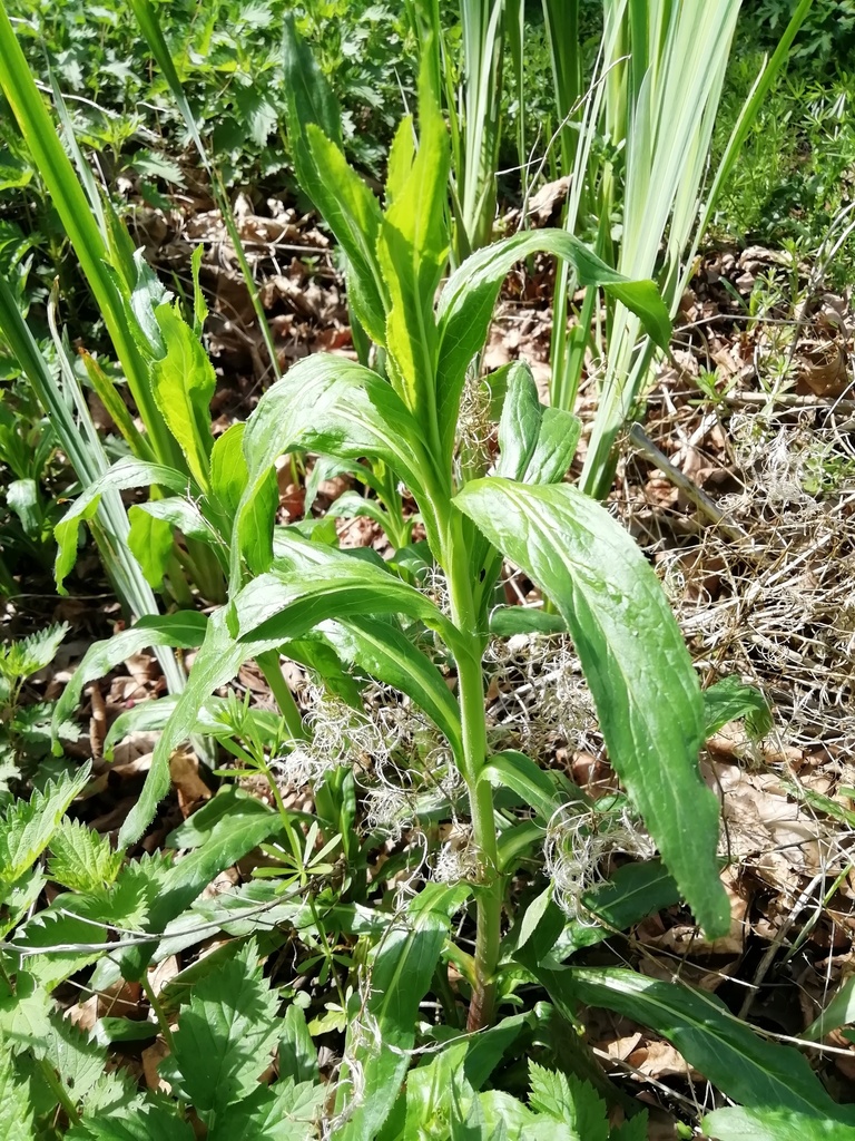 Great Willowherb from Liverpool, UK on April 27, 2020 at 12:36 PM by ...