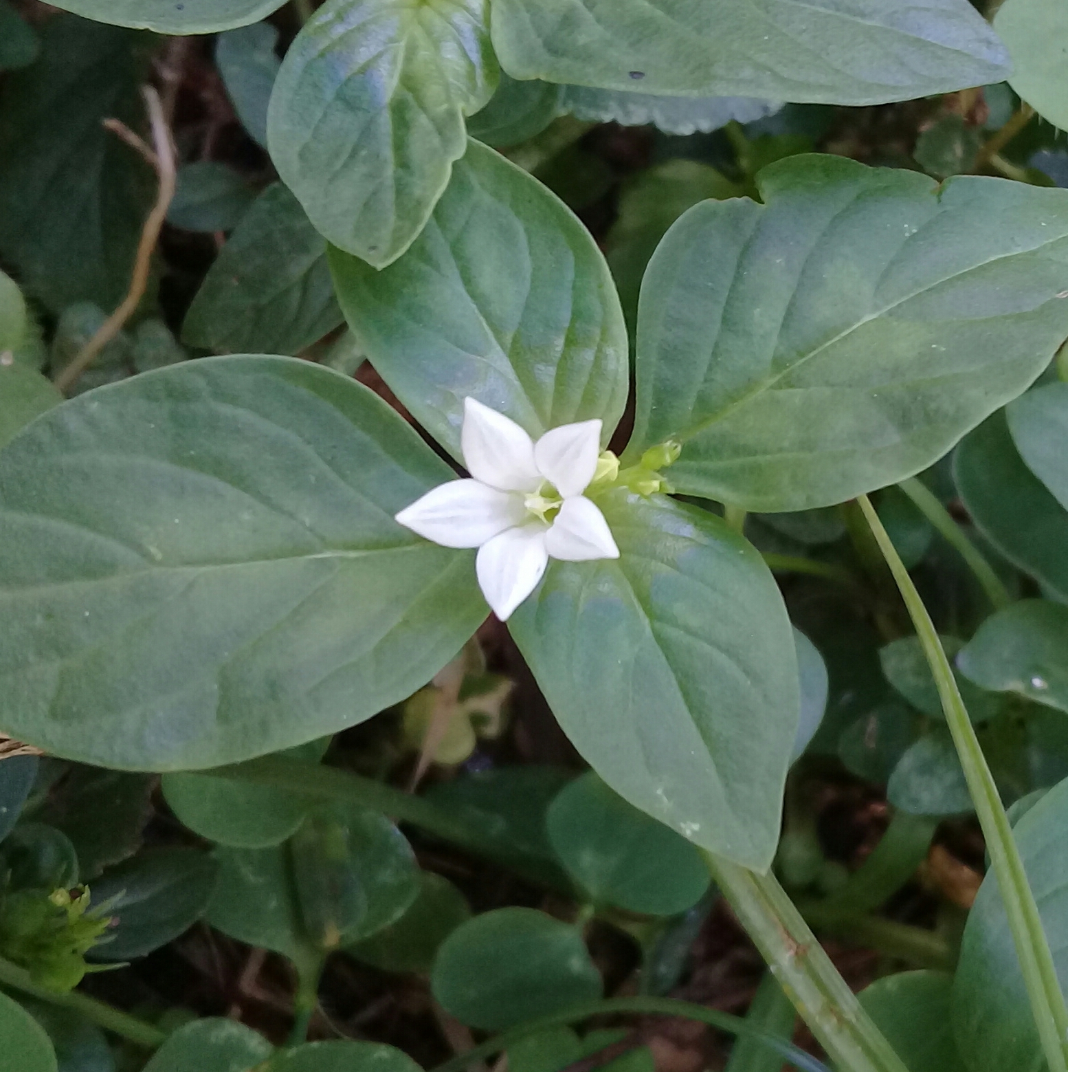 Spigelia humboldtiana Cham. & Schltdl.