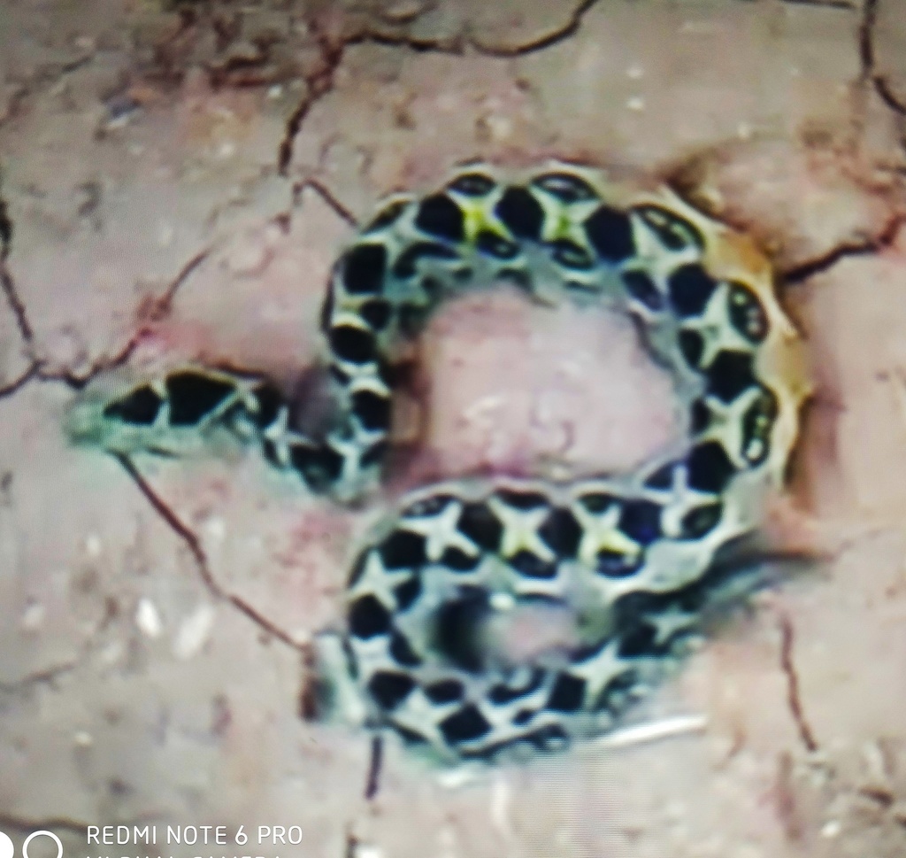 Ethiopia Viper (Bitis parviocula) - Snakes and Lizards