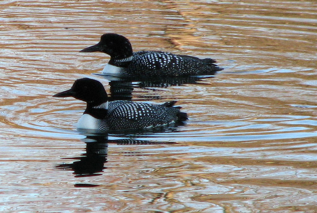 Loons (Gaviidae) - Avian Discovery