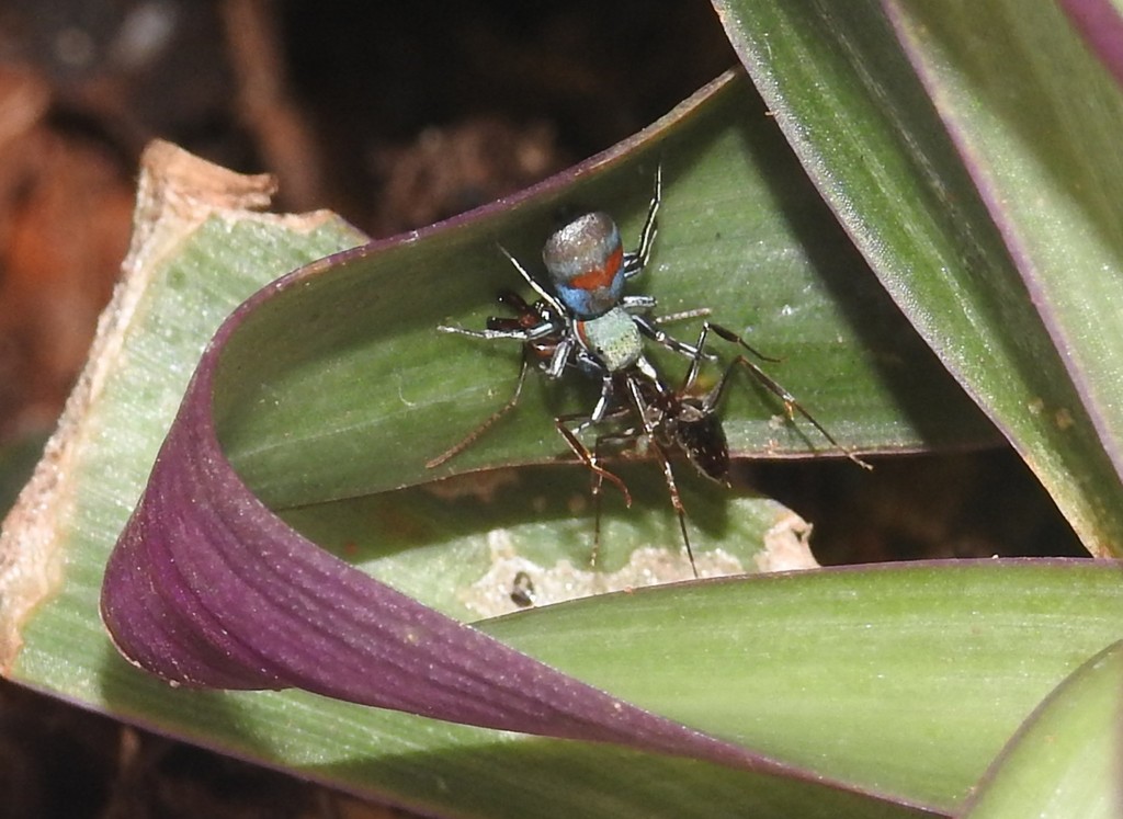 Jade Jumping Spider from Ezhimala, Payyannur on April 25, 2020 at 12:26 ...