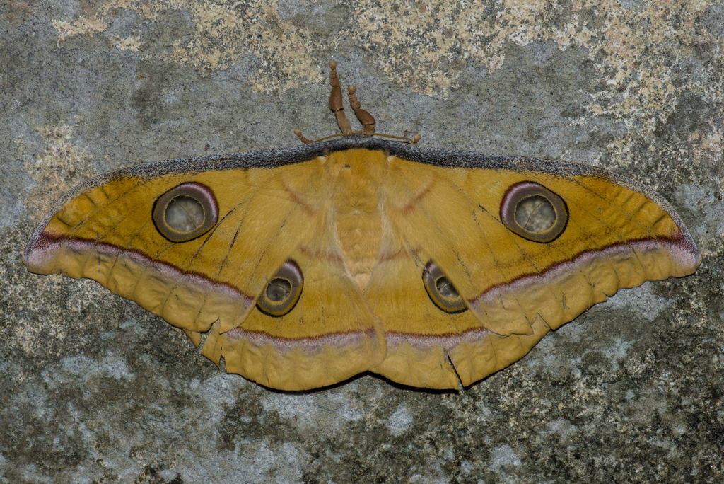 Tasar Silk Moth (Common Moths of Bangalore) · iNaturalist