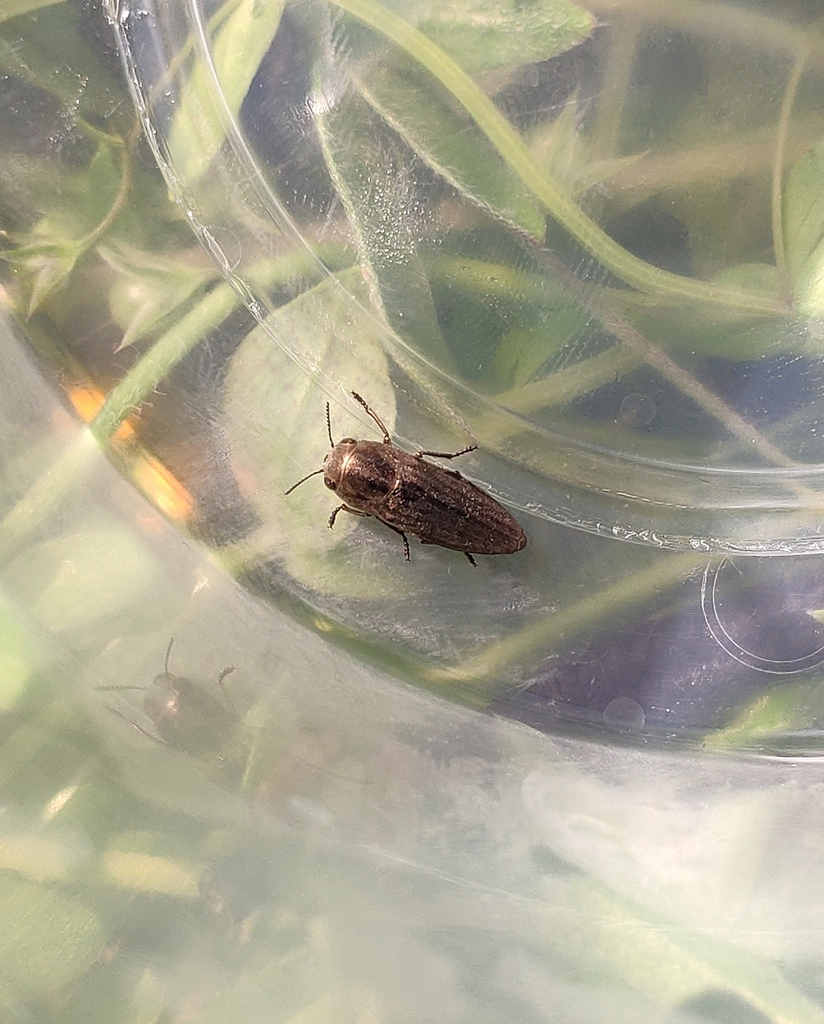 Sphenoptera sculpticollis from Chloraka, Cyprus on April 27, 2020 at 03 ...
