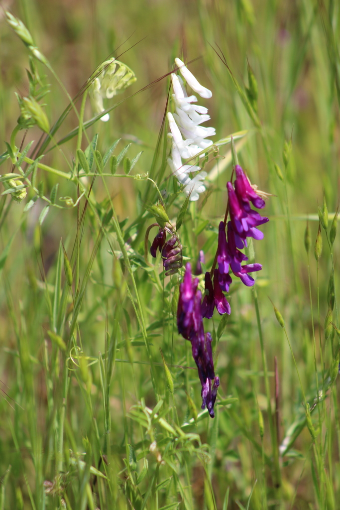 Vetches (Vicia) - Botanical Realm