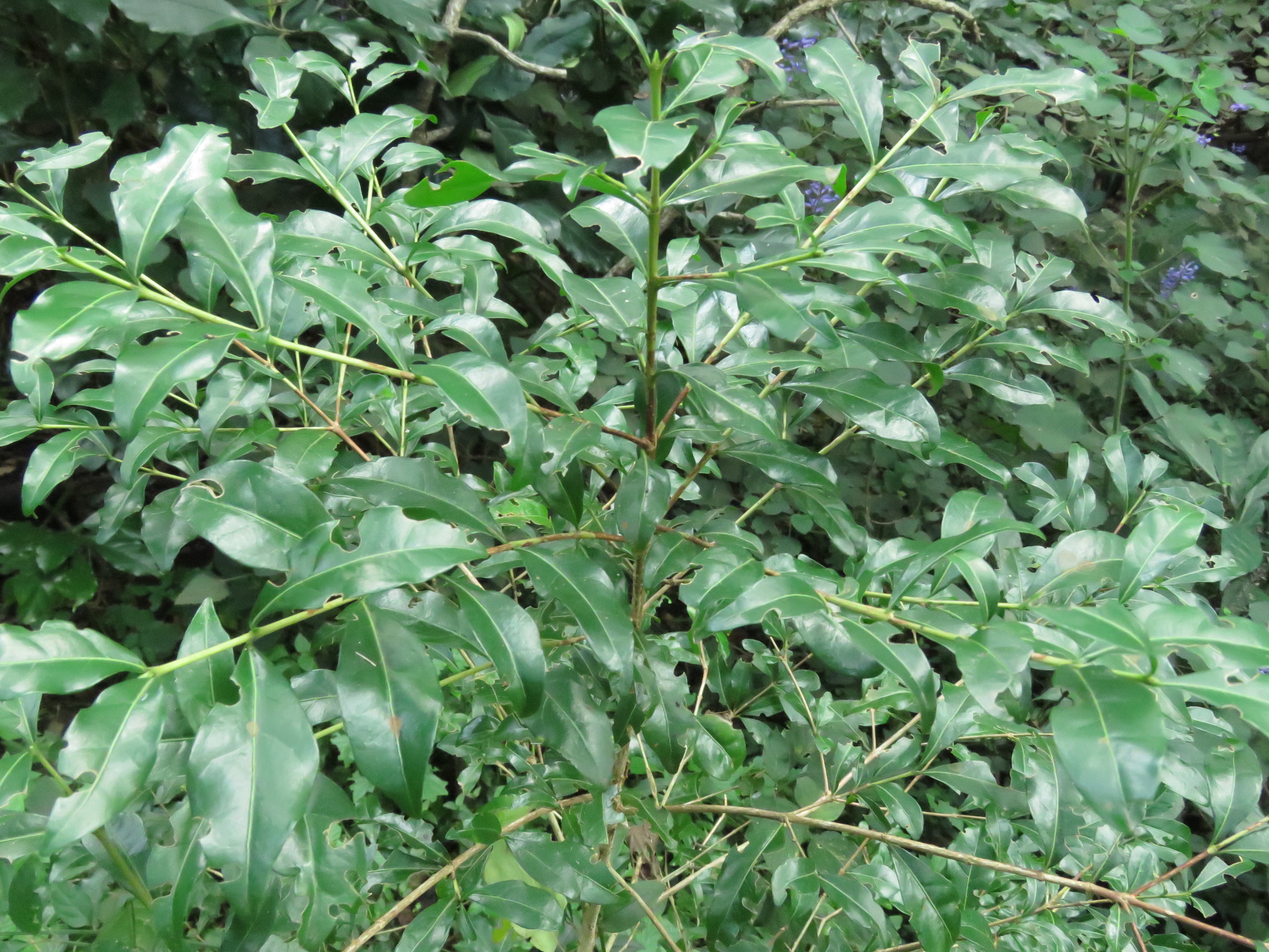 Coffea racemosa Lour.