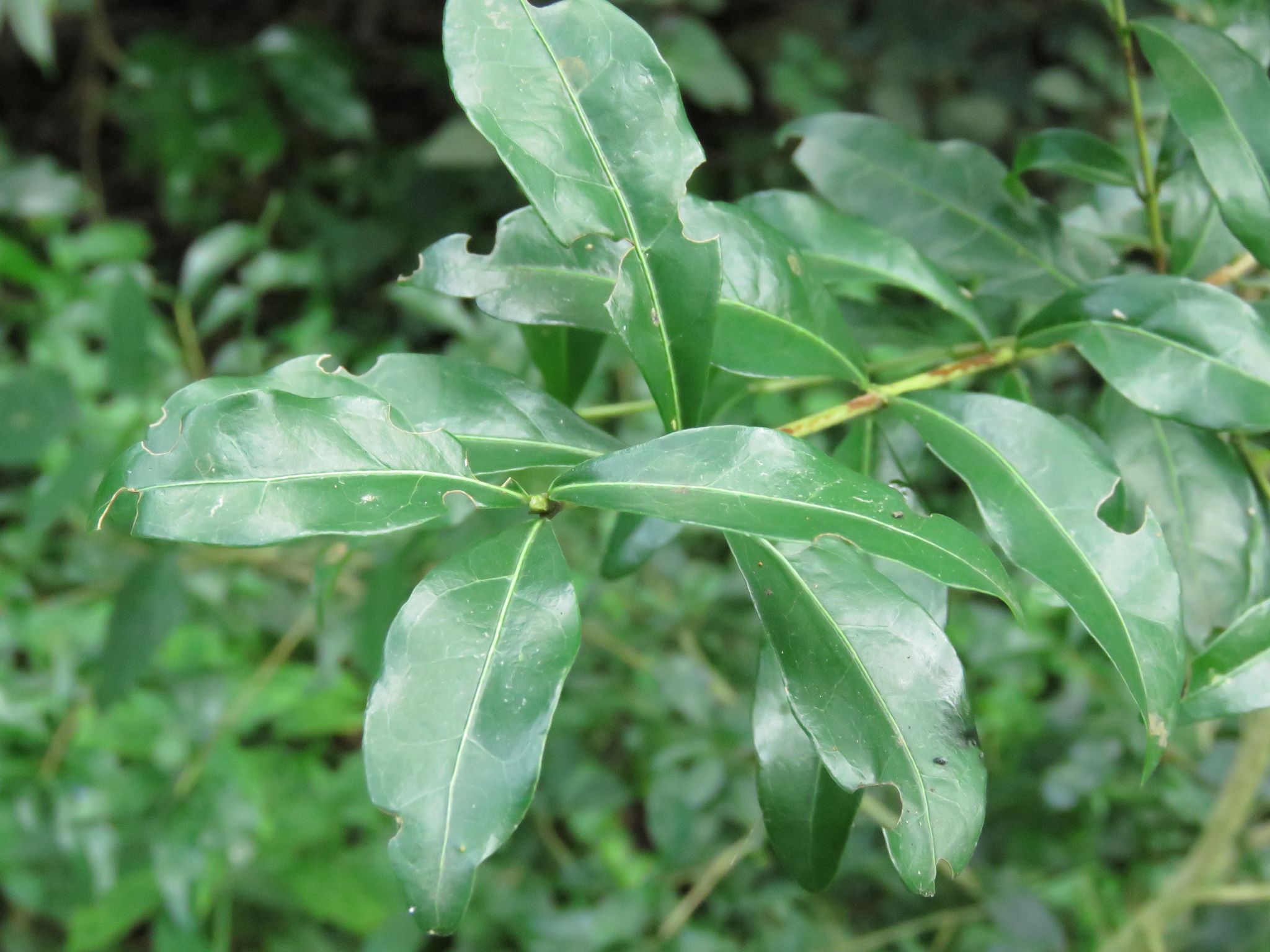 Coffea racemosa Lour.
