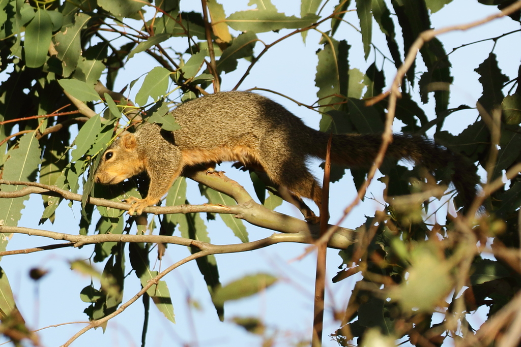 Fox Squirrel from Wilton, CA, USA on April 27, 2020 at 07:09 AM by L ...