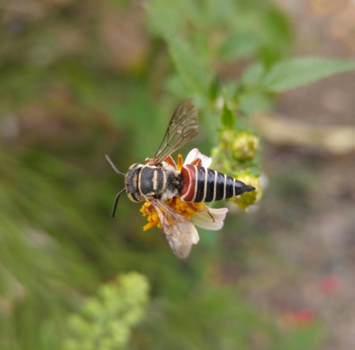Coelioxys slossoni · iNaturalist