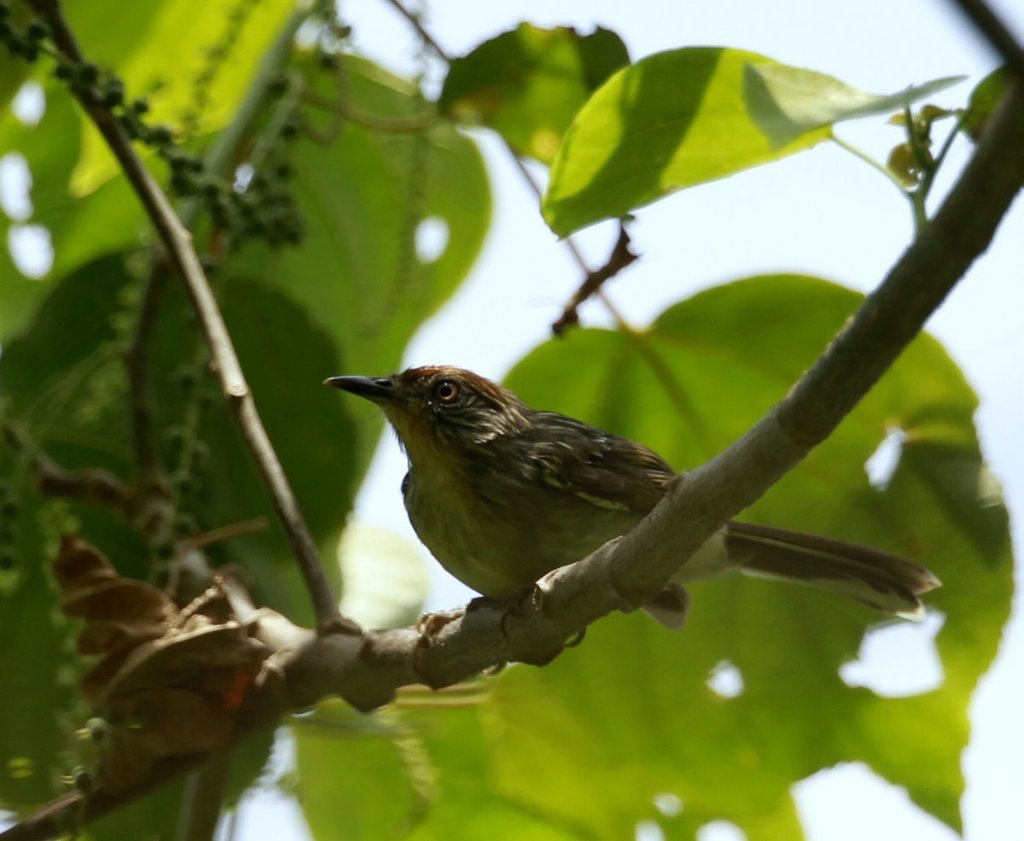 Rusty-crowned Babbler (Birds of Phillipines) · iNaturalist