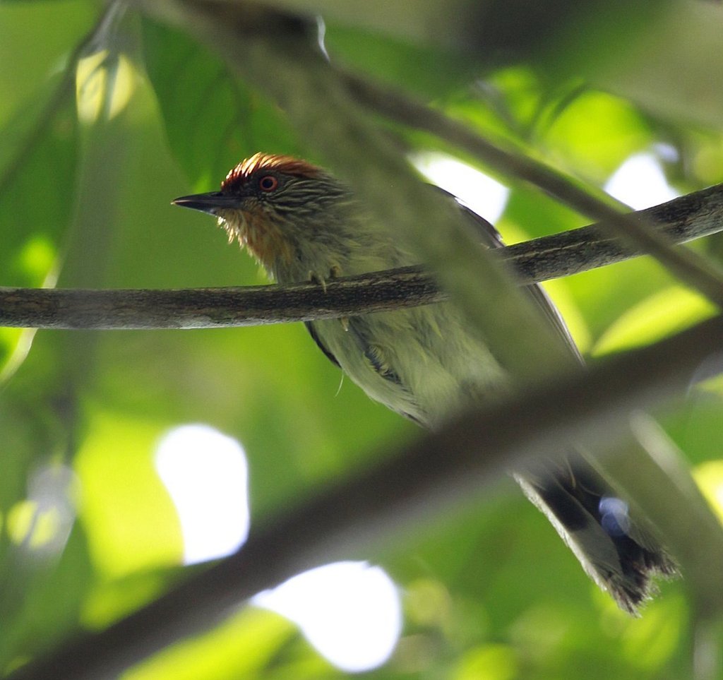 Rusty-crowned Babbler (Birds of Phillipines) · iNaturalist