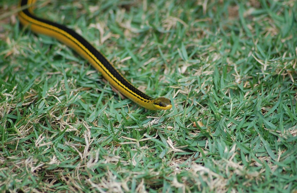 Trinidad Black-backed Snake from Crown Point, Trinidad and Tobago on ...