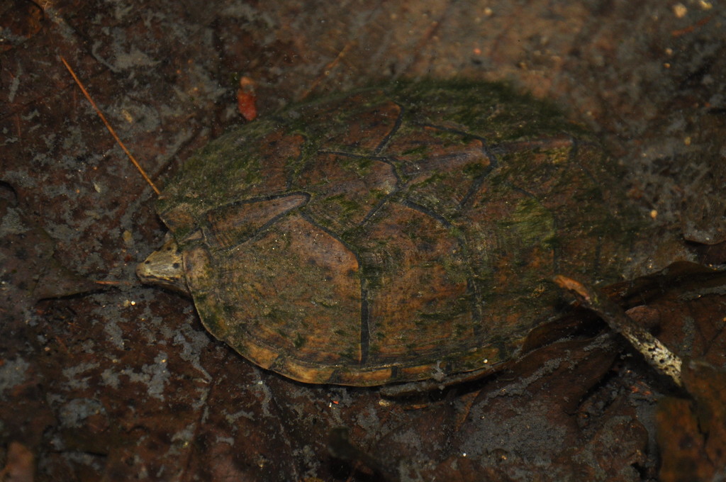 Stripe-necked Musk Turtle in June 2016 by johnwilliams · iNaturalist