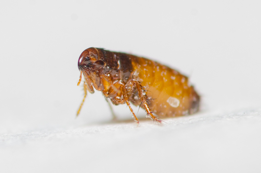Sifonaptera