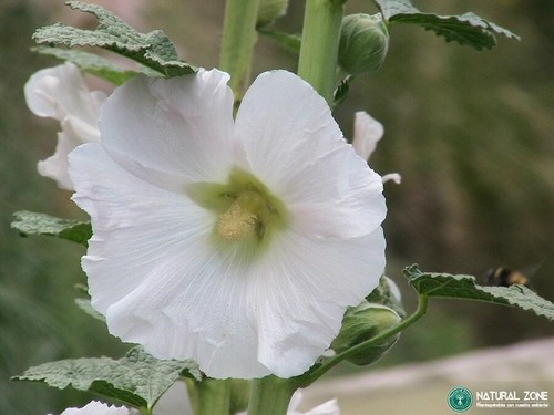 Observations by natural_zone · iNaturalist