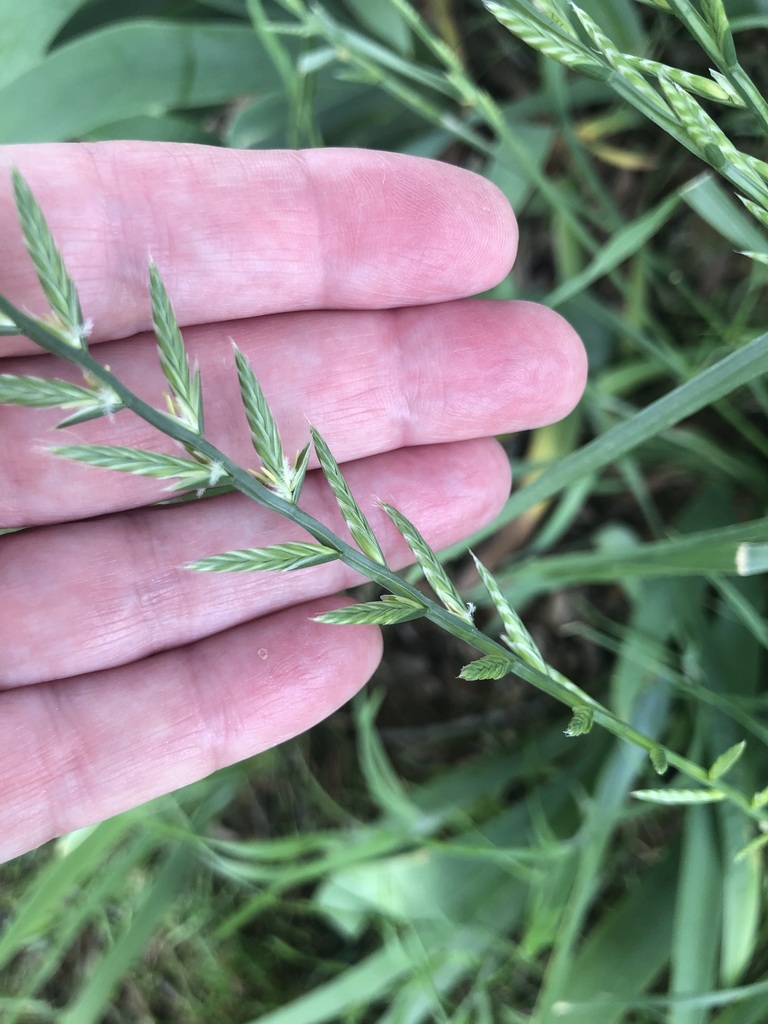 Perennial Ryegrass from Flower Mound, TX, USA on April 27, 2020 at 11: ...