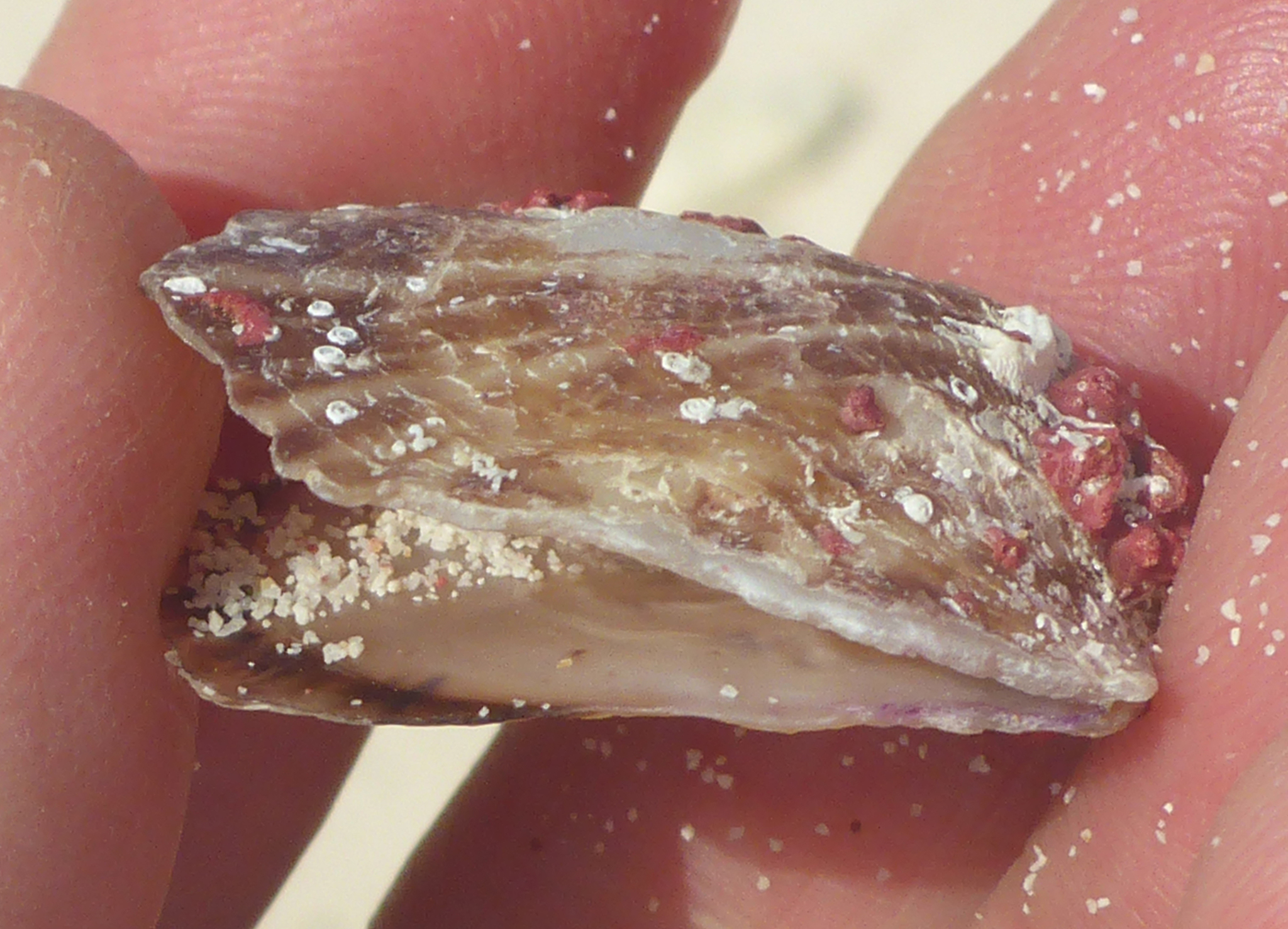 Isognomon radiatus (Anton, 1838)