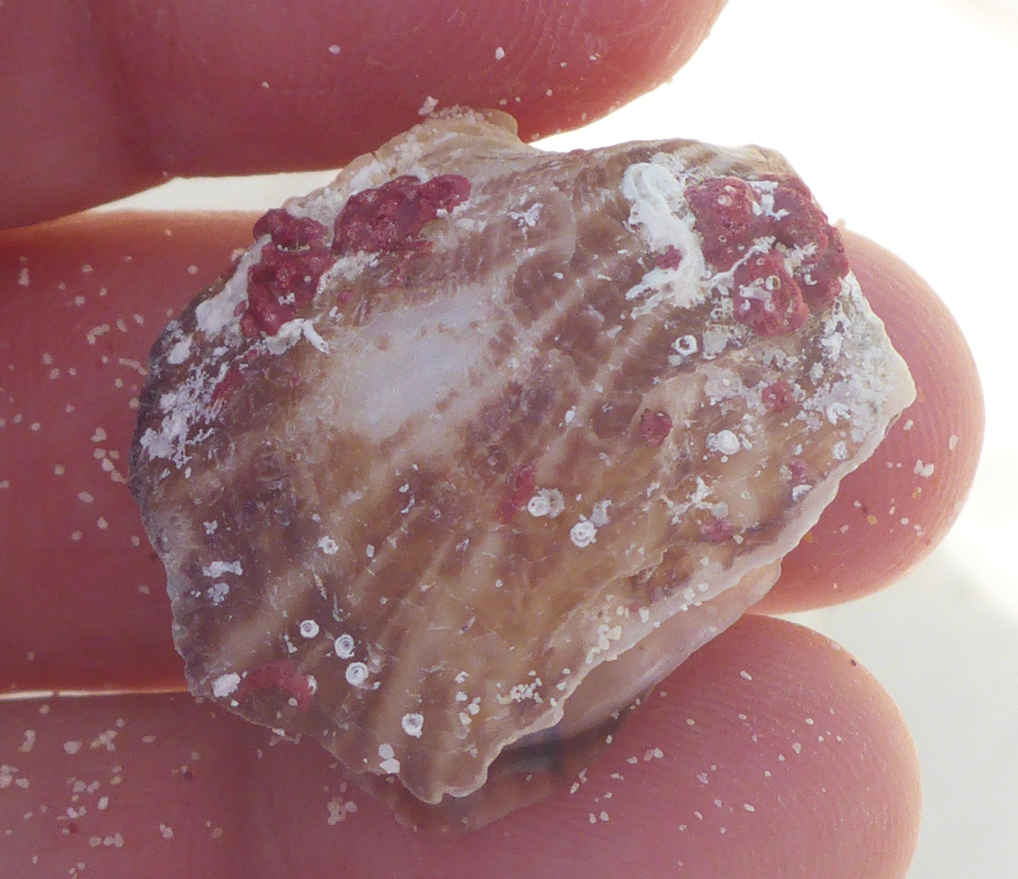 Isognomon radiatus (Anton, 1838)