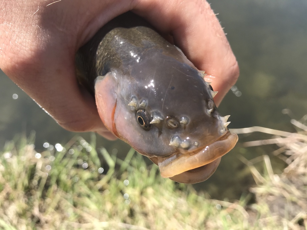 Creek Chub (Semotilus atromaculatus) - Marine Life Identification