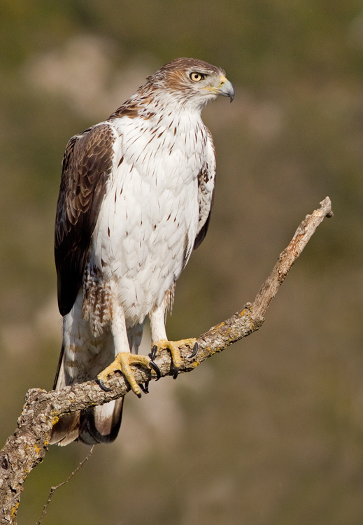 Bonelli's Eagle (Birds of Tiruvannamalai) · iNaturalist