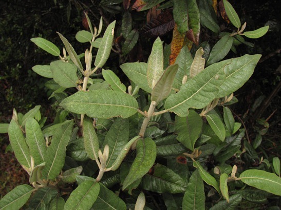 Amargoso desde Usaquén, Bogotá, Colombia el19 de abril de 2013 de Mateo ...
