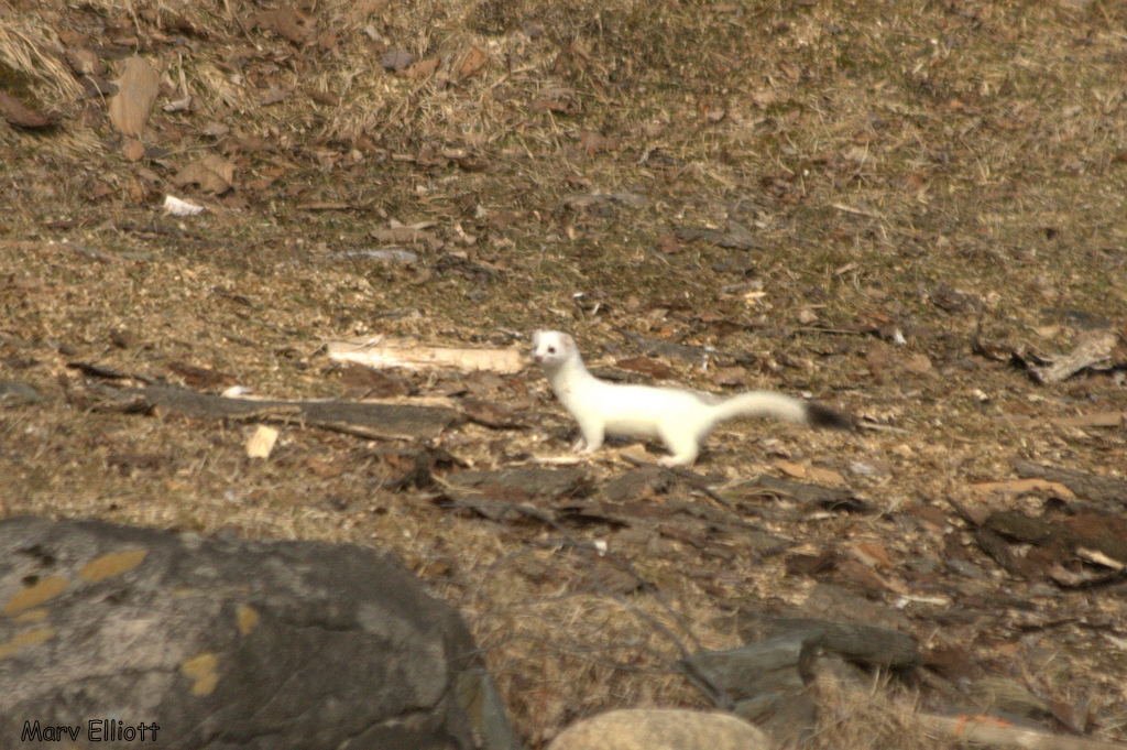 Long-tailed Weasel from Whipple Hollow Rd, West Rutland, Vermont on ...