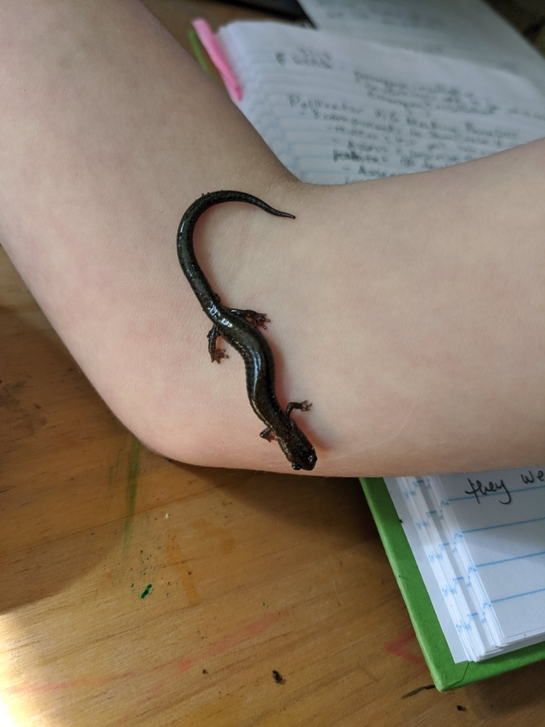 Eastern Red-backed Salamander from State College on April 27, 2020 at ...