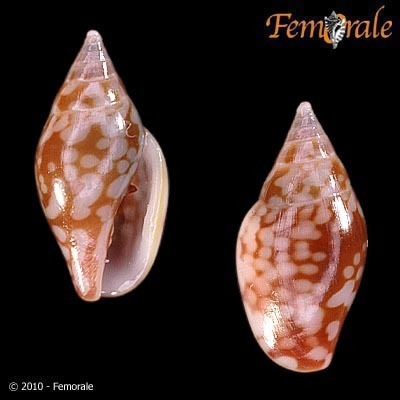 Genus Nitidella · iNaturalist