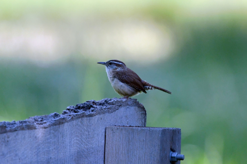 Carolina Wren from Tarrant, Texas, United States on April 26, 2020 at ...