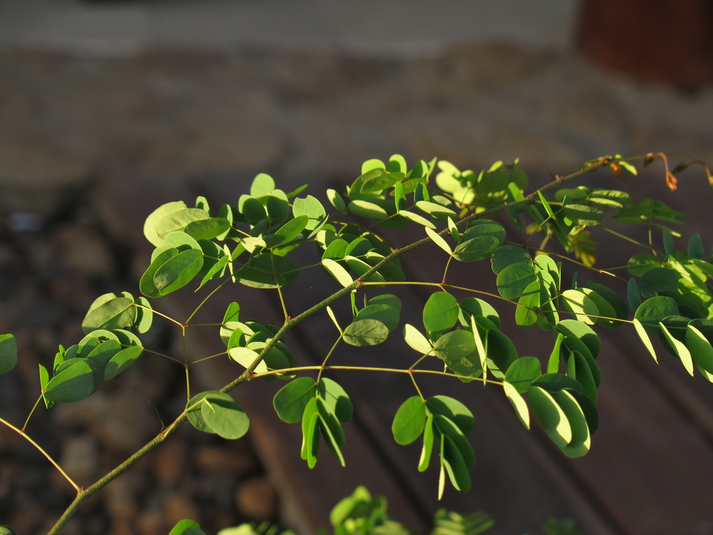 Libidibia punctata in June 2016 by Mateo Hernandez Schmidt. Caesalpinia ...