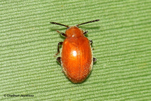 Saula nigripes · iNaturalist