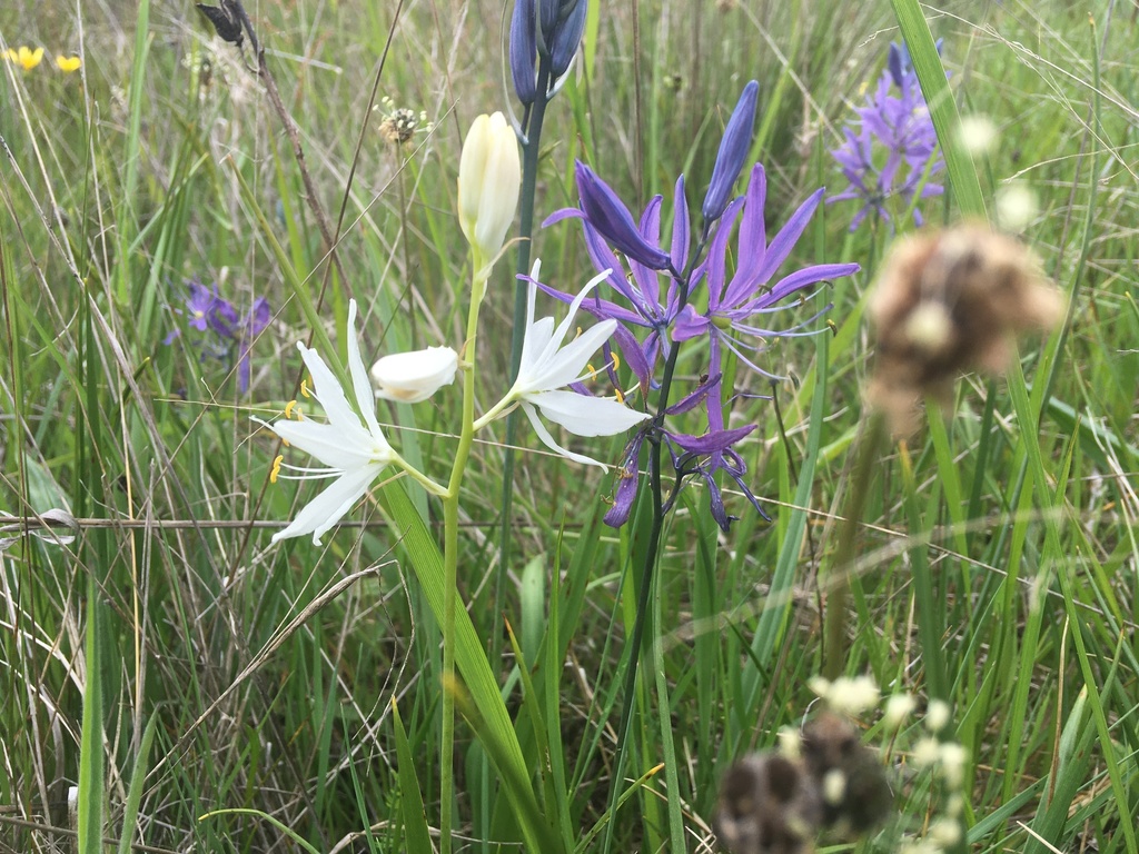 Camassia quamash maxima from Eugene, OR, US on April 27, 2020 at 11:06 ...