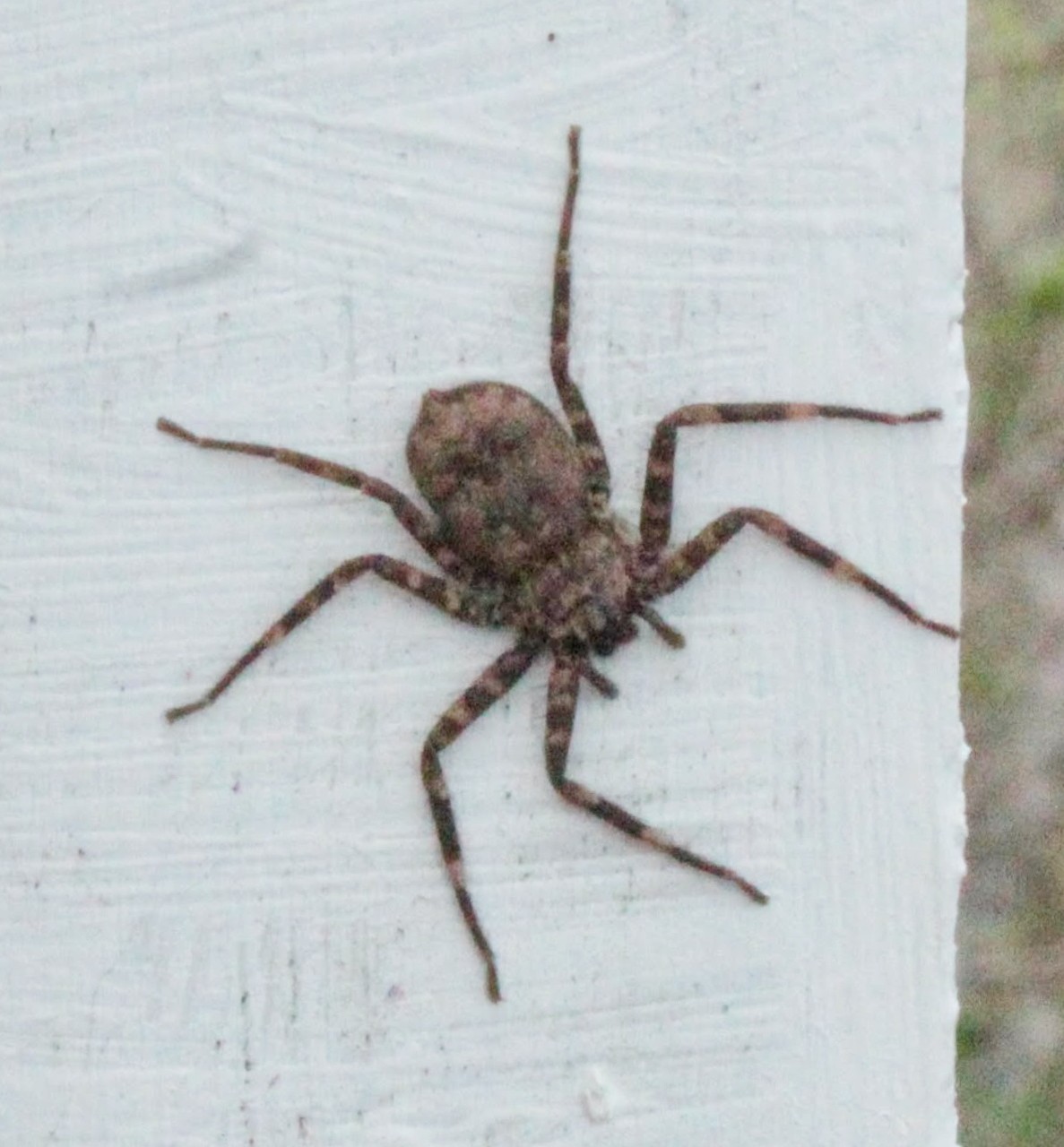 Selenops mexicanus Keyserling, 1880