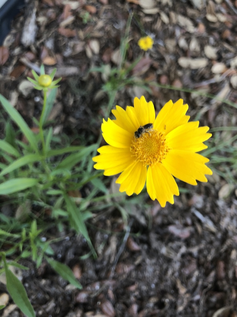 Poey's Furrow Bee from Hawthorne, FL, US on April 27, 2020 at 02:15 PM ...