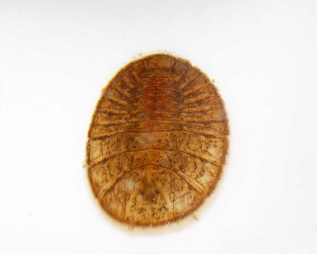 Herrick's Water Penny Beetle from Furnace Run Metropark, Summit County ...