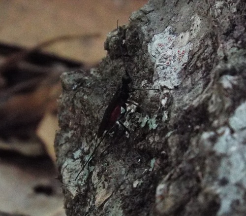 Atanycolus longicauda · iNaturalist