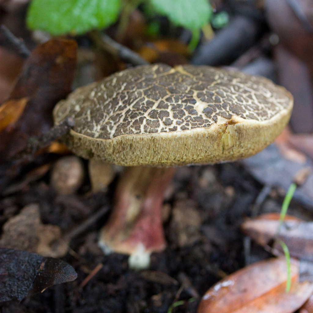 Red-cracking Bolete (Fungi of southern Africa) · iNaturalist