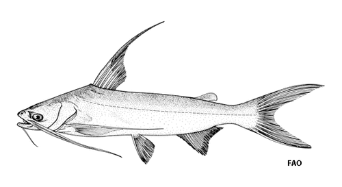 Sea Catfishes (Family Ariidae) · iNaturalist