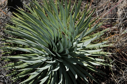 Maguey (Agave rzedowskiana)